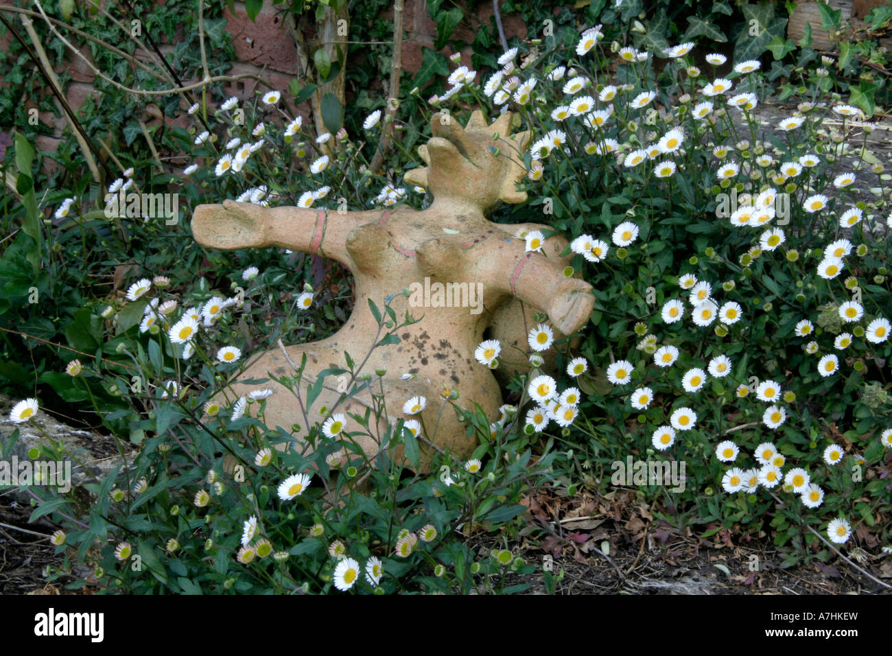 Erigeron karvinskianus mucronatus hi-res stock photography and images ...