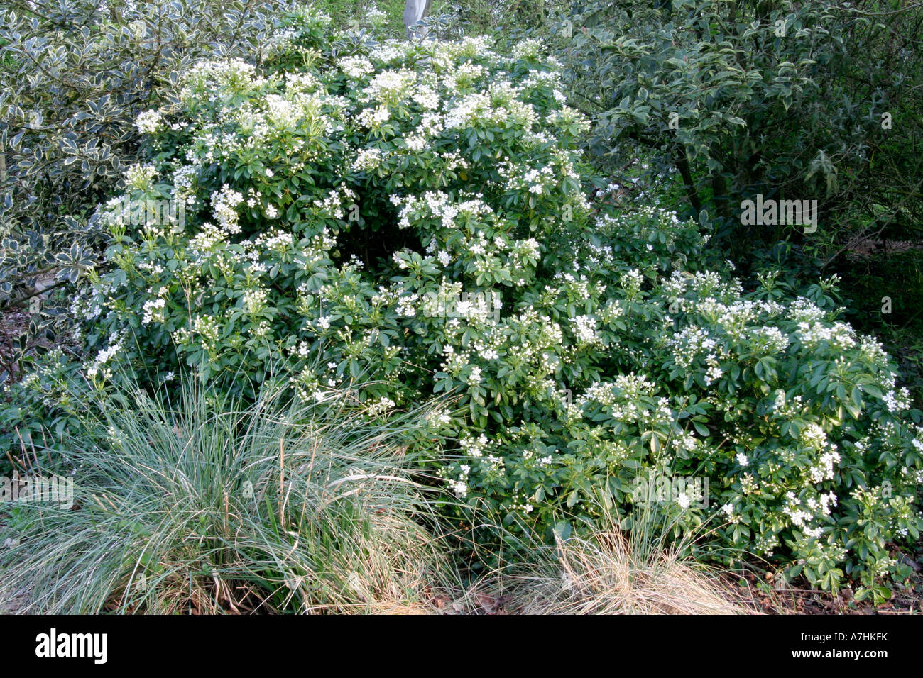 Choisya ternata flowering hi-res stock photography and images - Alamy
