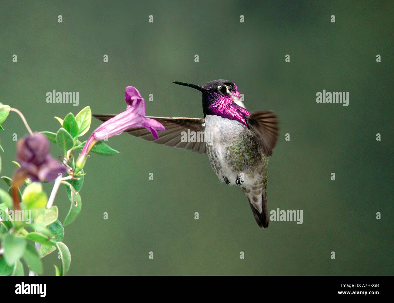 Hummingbird in purple hi-res stock photography and images - Alamy