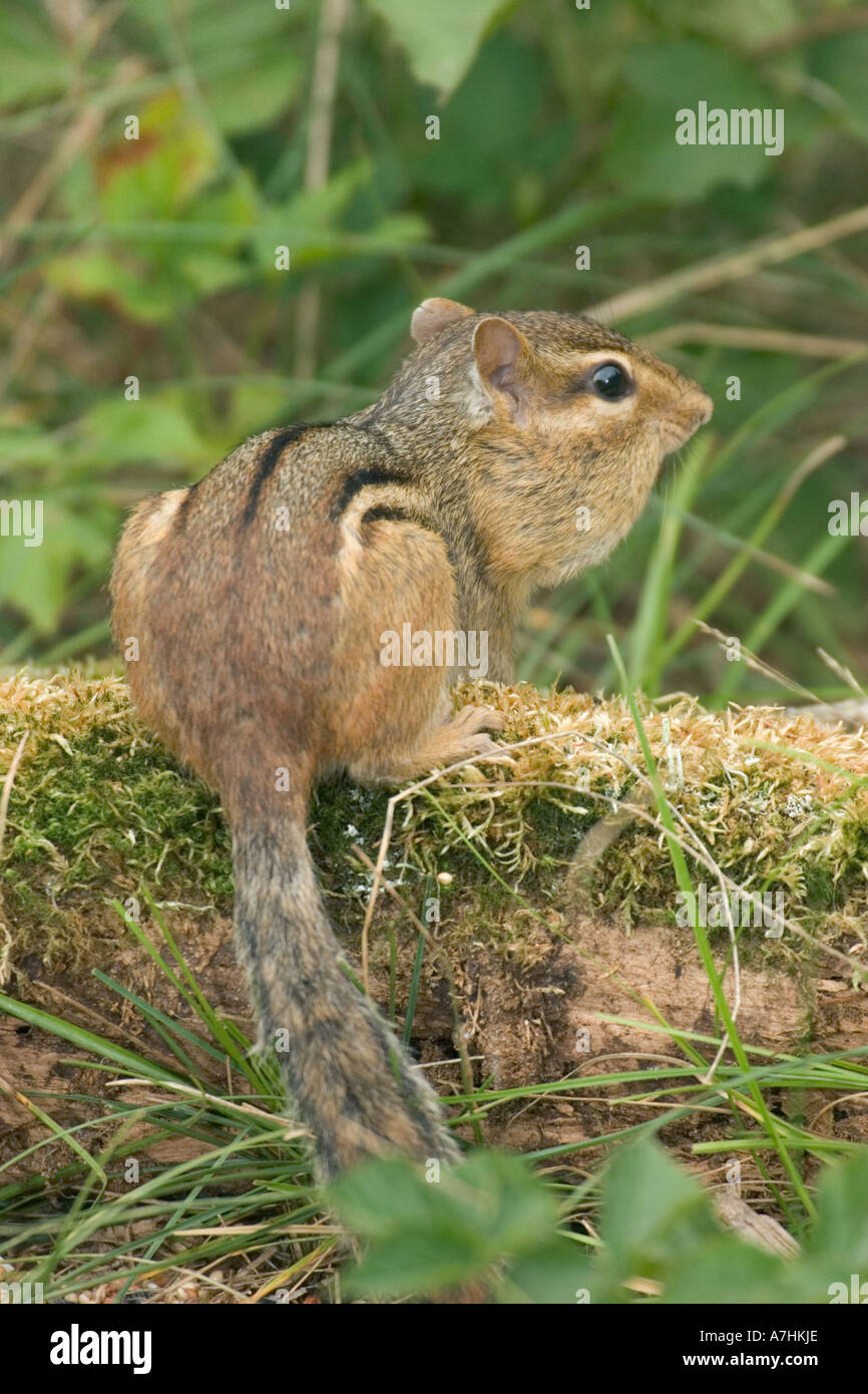 Cheek pouches hi-res stock photography and images - Alamy
