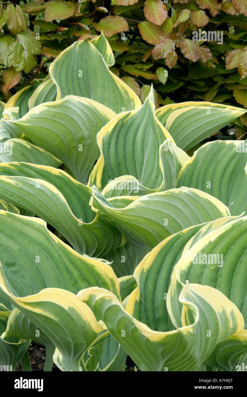 Hosta Sagae AGM Stock Photo - Alamy