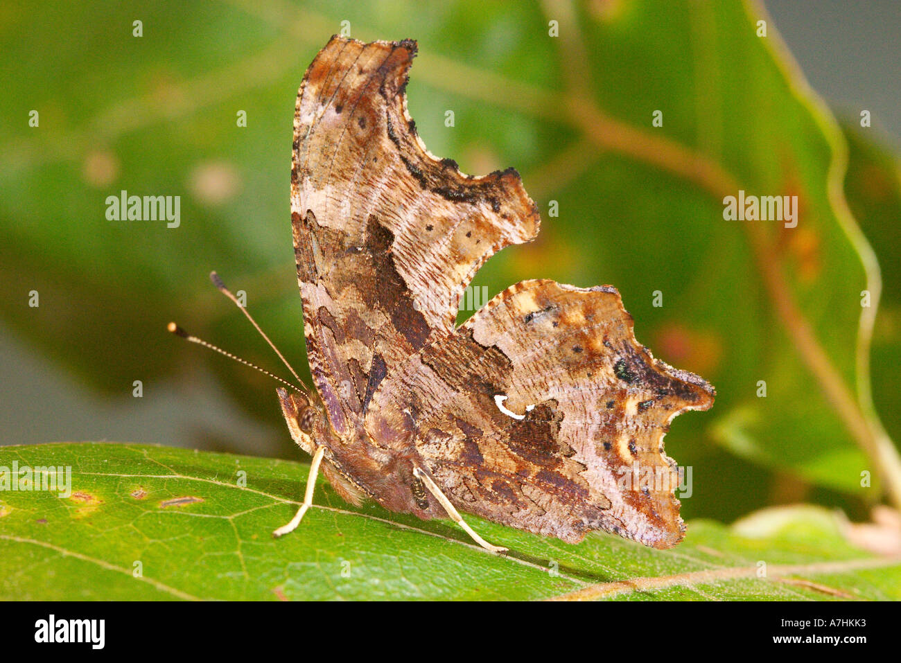 Eastern Comma -Winter form Stock Photo - Alamy