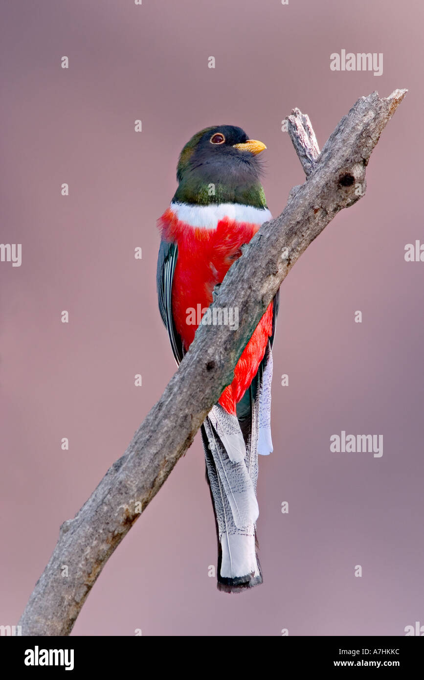 Elegant Trogon perches on a branch against the pink background of the ...