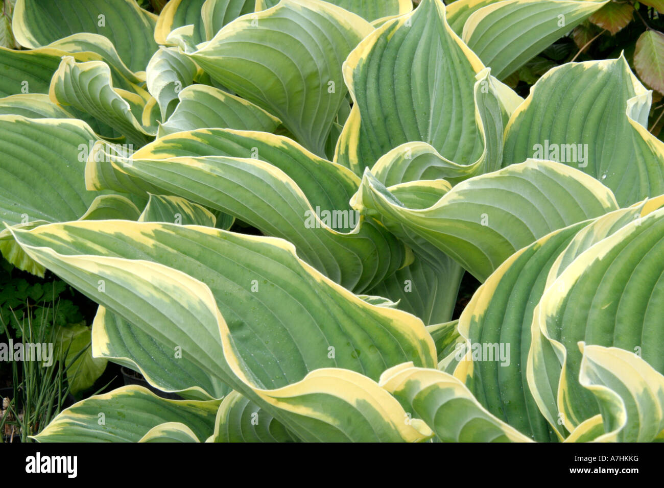 Sagae hi-res stock photography and images - Alamy