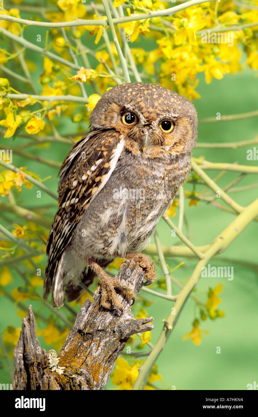 Elf Owl perches on the branches of a blooming desert Palo Verde tree ...