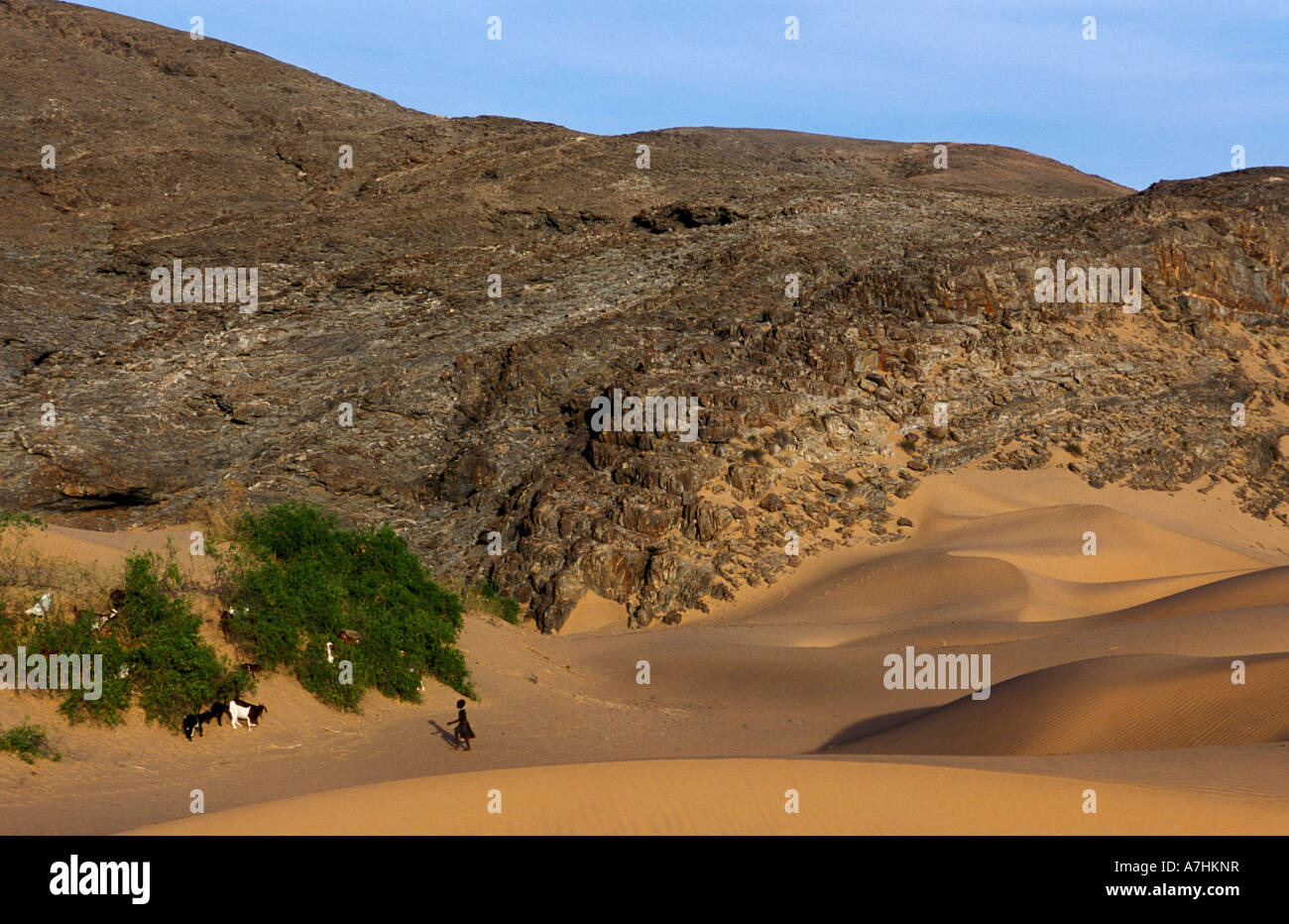 Himba boy with goats in desert landscape, Kunene region, Kaokoland ...