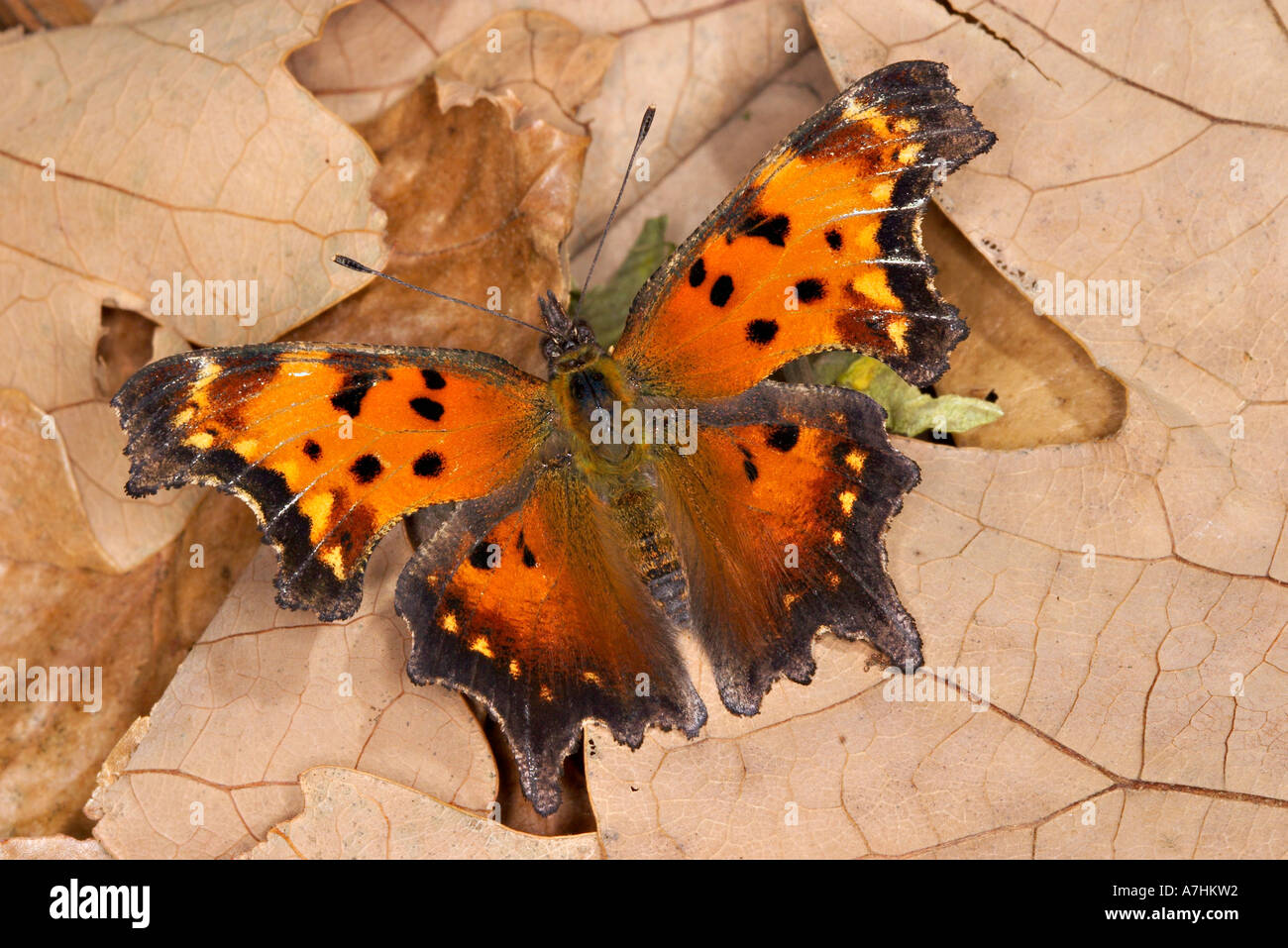 Comma butterfly dorsal view hi-res stock photography and images - Alamy