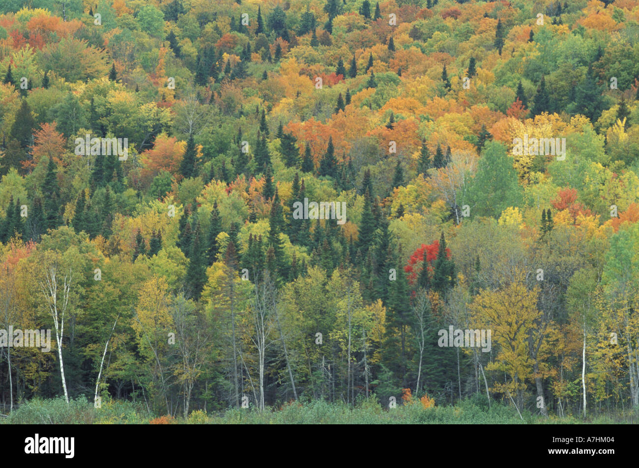 North America, US, ME, A northern hardwood forest in fall Stock Photo ...