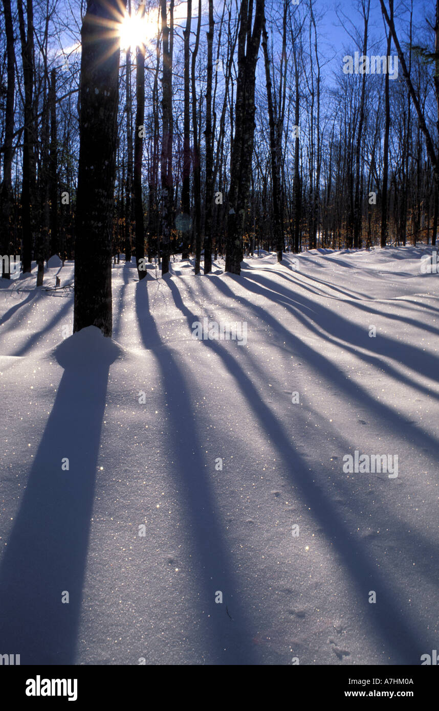 Forest shadows on snow hi-res stock photography and images - Alamy