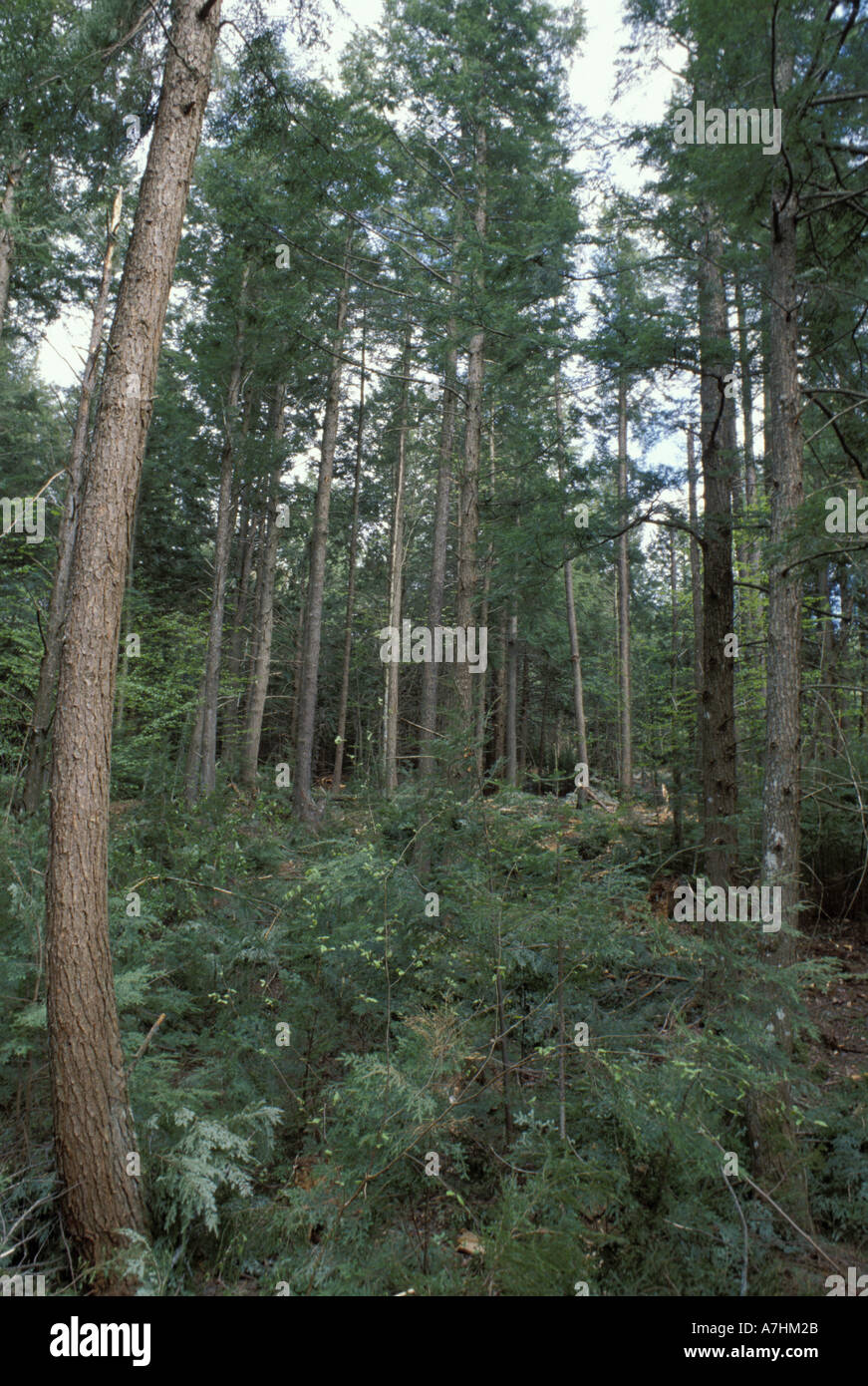 Selective logging hi-res stock photography and images - Alamy