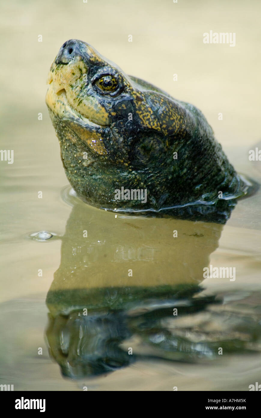 Yellow-headed Temple Turtle Hieremys annandalii Stock Photo - Alamy