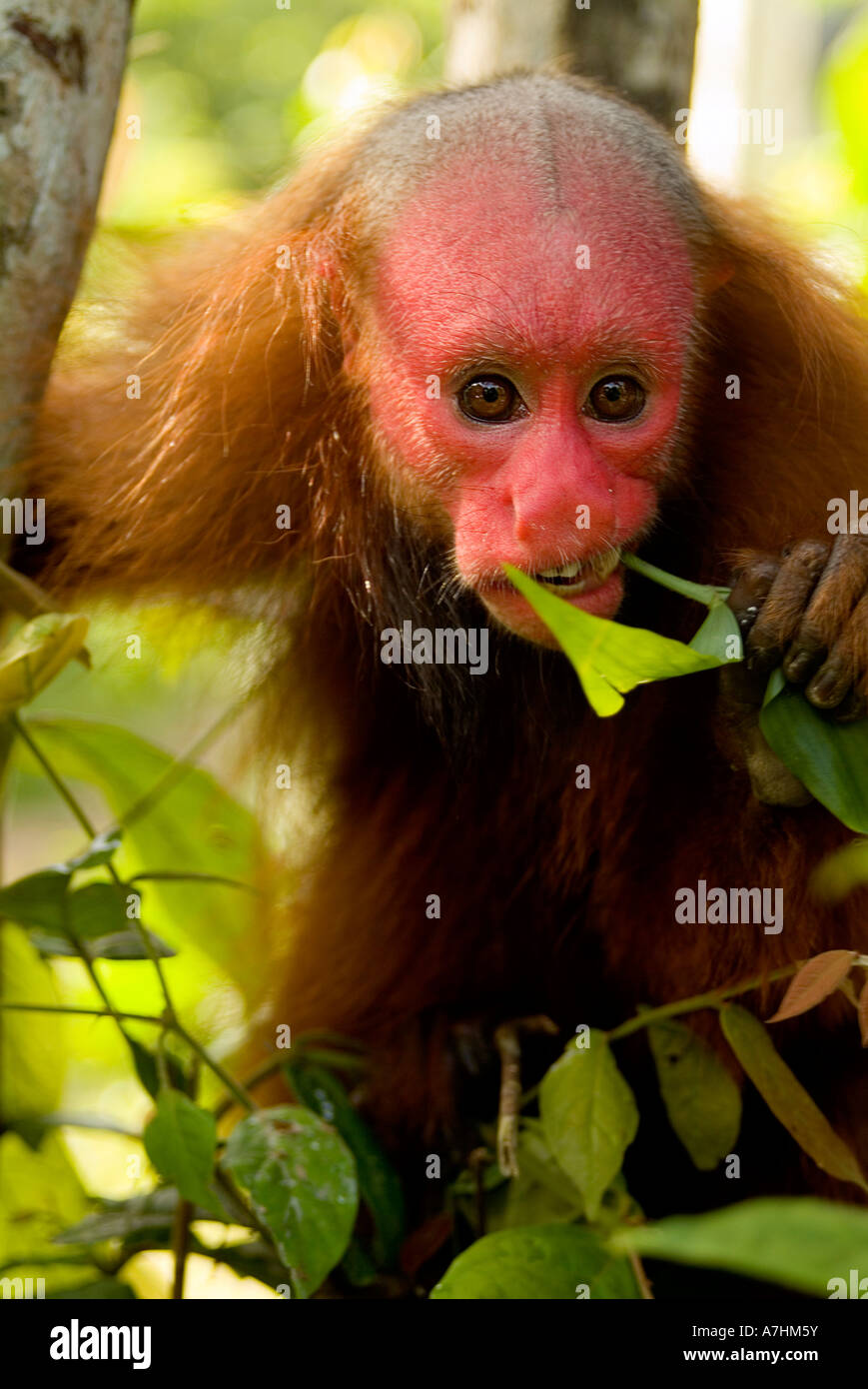 RED UAKARI MONKEY Cacajao calvus ucayalii Stock Photo - Alamy