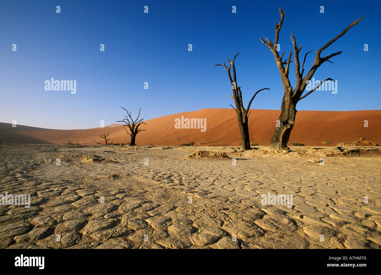 Tree skeletons, Dead Vlei, Namib Naukluft National Park, Namibia Stock ...
