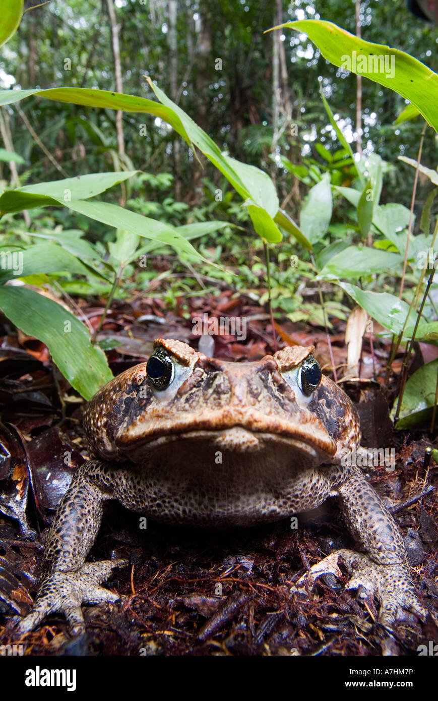MARINE OR CANE TOAD Bufo Marinus Stock Photo - Alamy