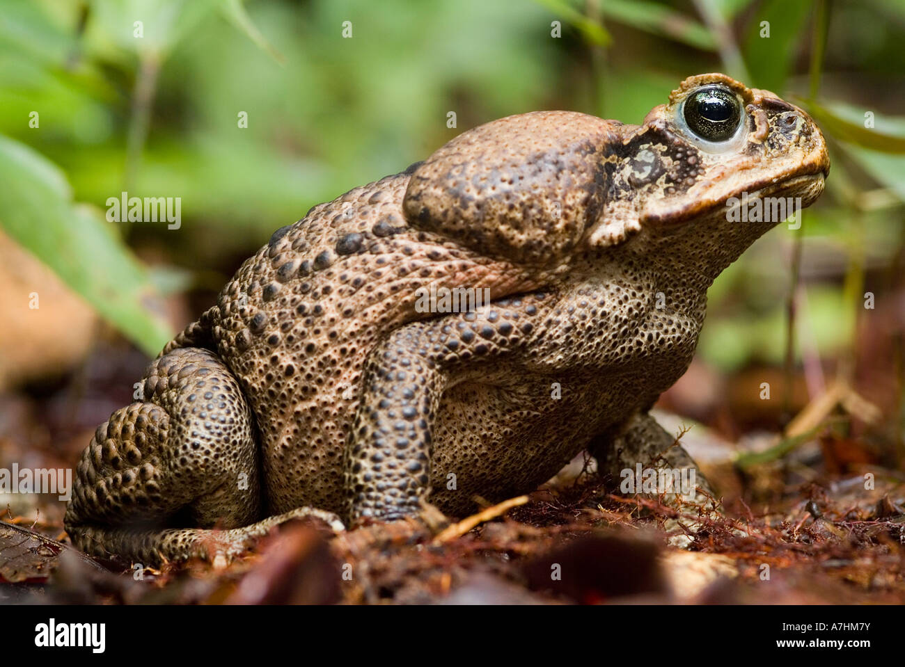 Marine toad hi-res stock photography and images - Alamy