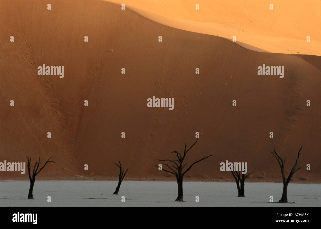 Tree skeletons, Dead Vlei, Namib Naukluft National Park, Namibia Stock ...