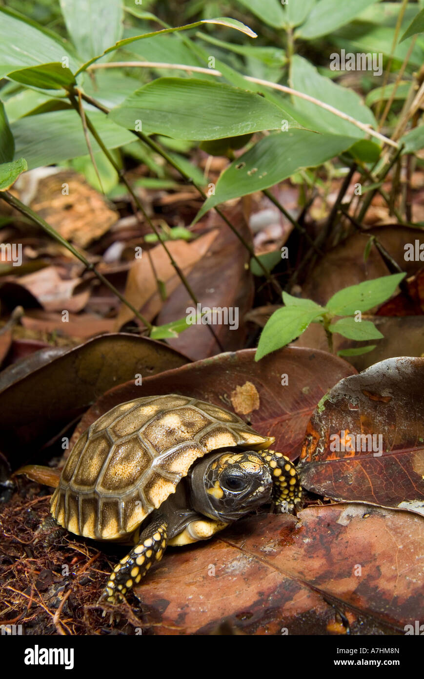 YELLOW FOOTED TORTOISE Geochelone denticulata Amazonian Rainforest ...