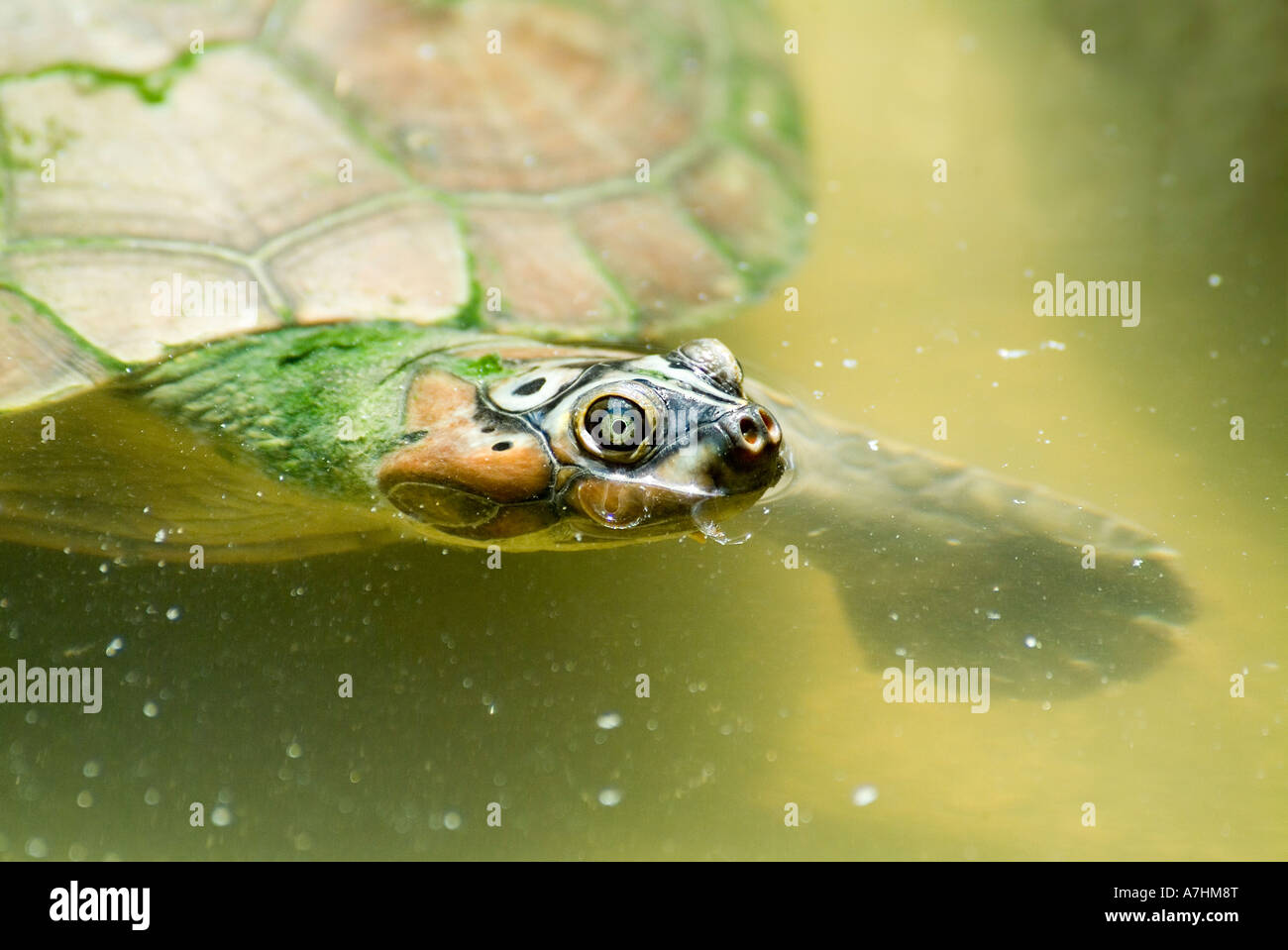 Giant South American turtle Podocnemis expansa Amazon River Stock Photo ...