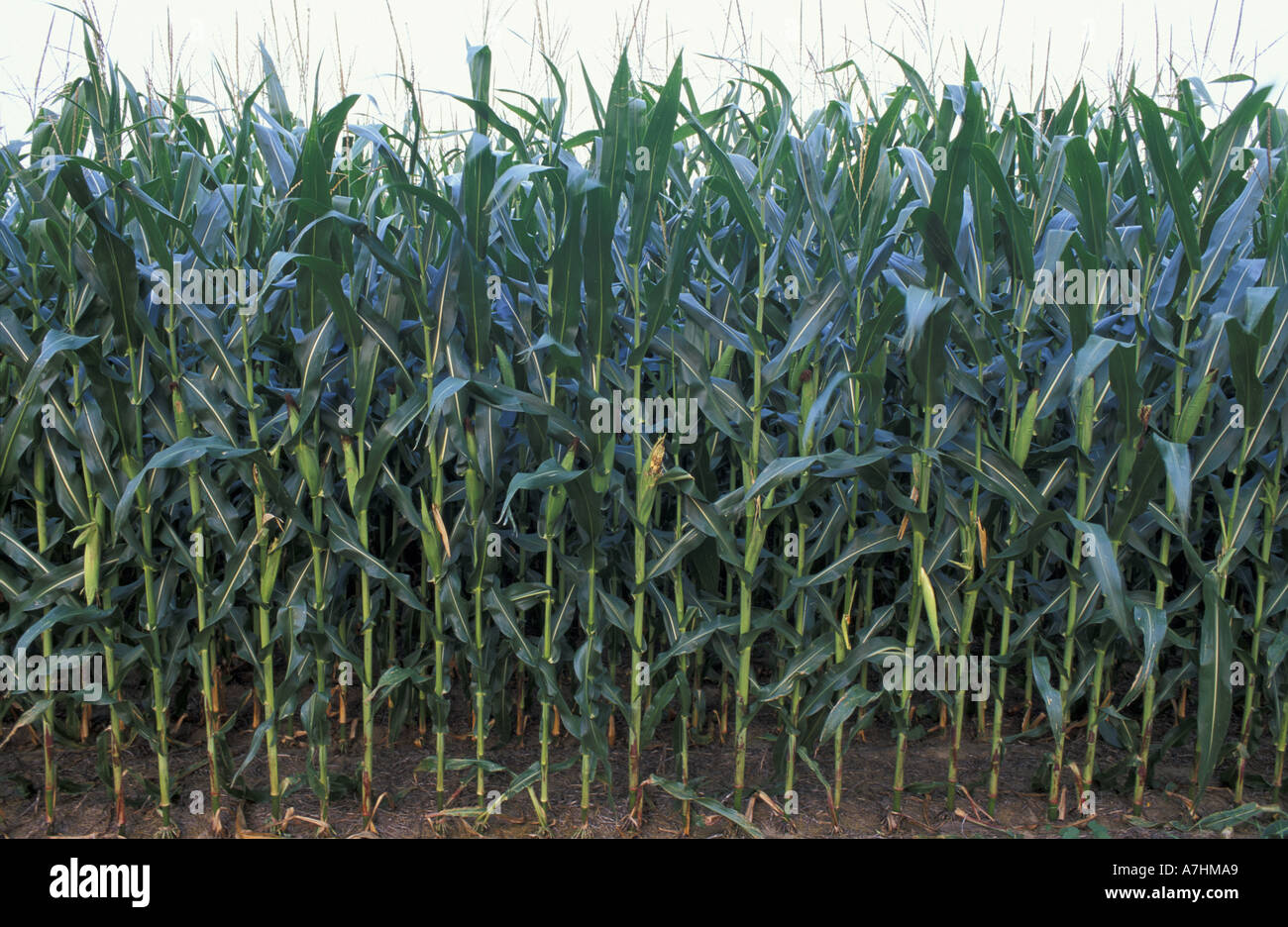 Maryland farms hi-res stock photography and images - Alamy