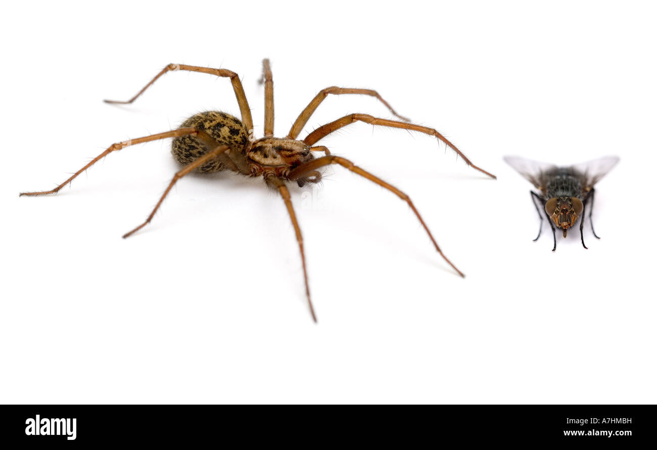 Spider and Fly Stock Photo - Alamy