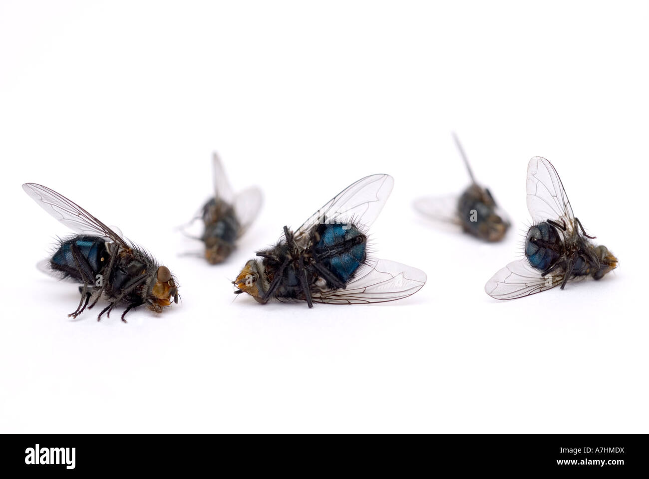 Dead bluebottle flies and houseflies Stock Photo - Alamy
