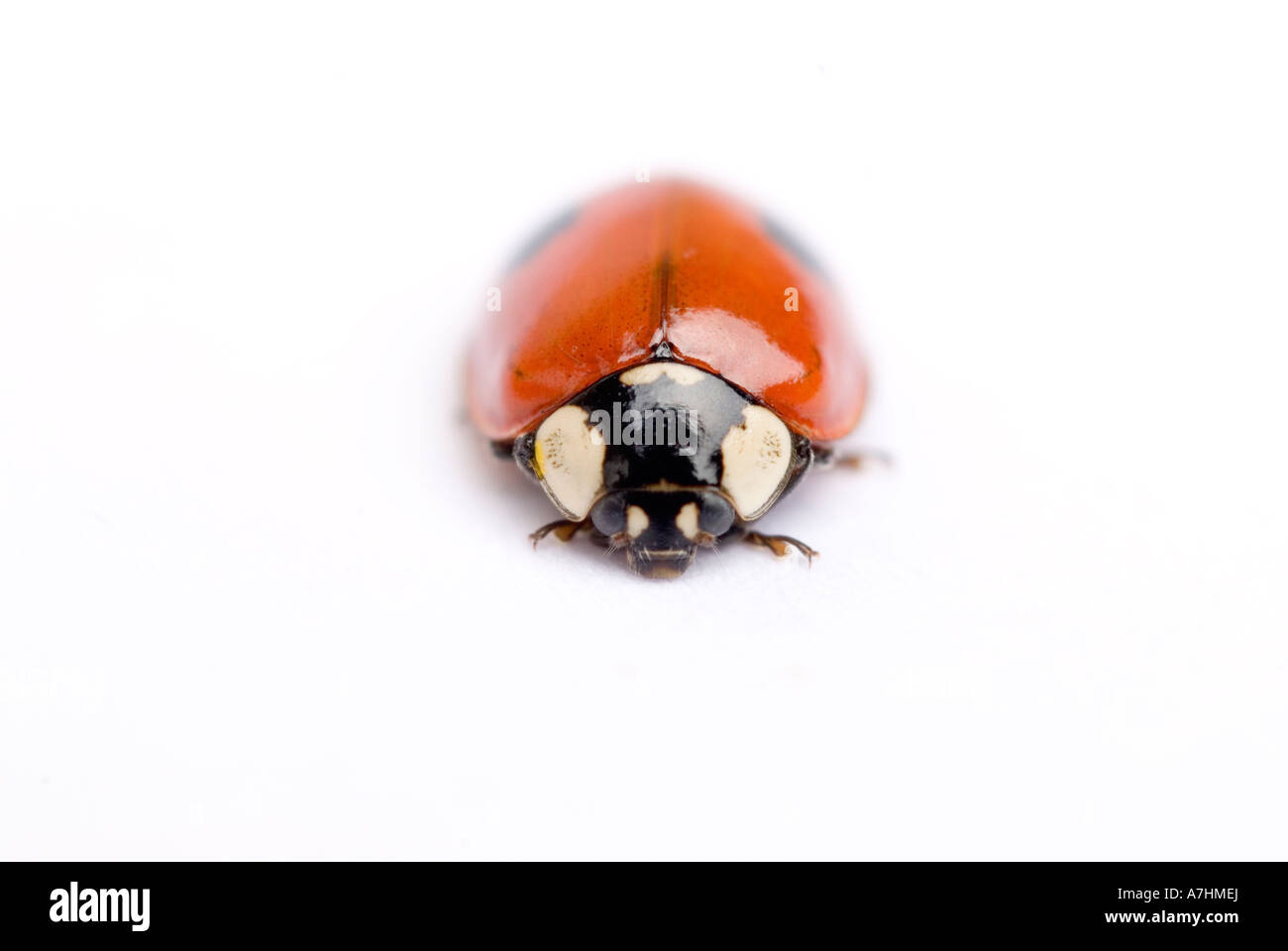 TWO-SPOT LADYBIRD Adalia bipunctata Stock Photo - Alamy