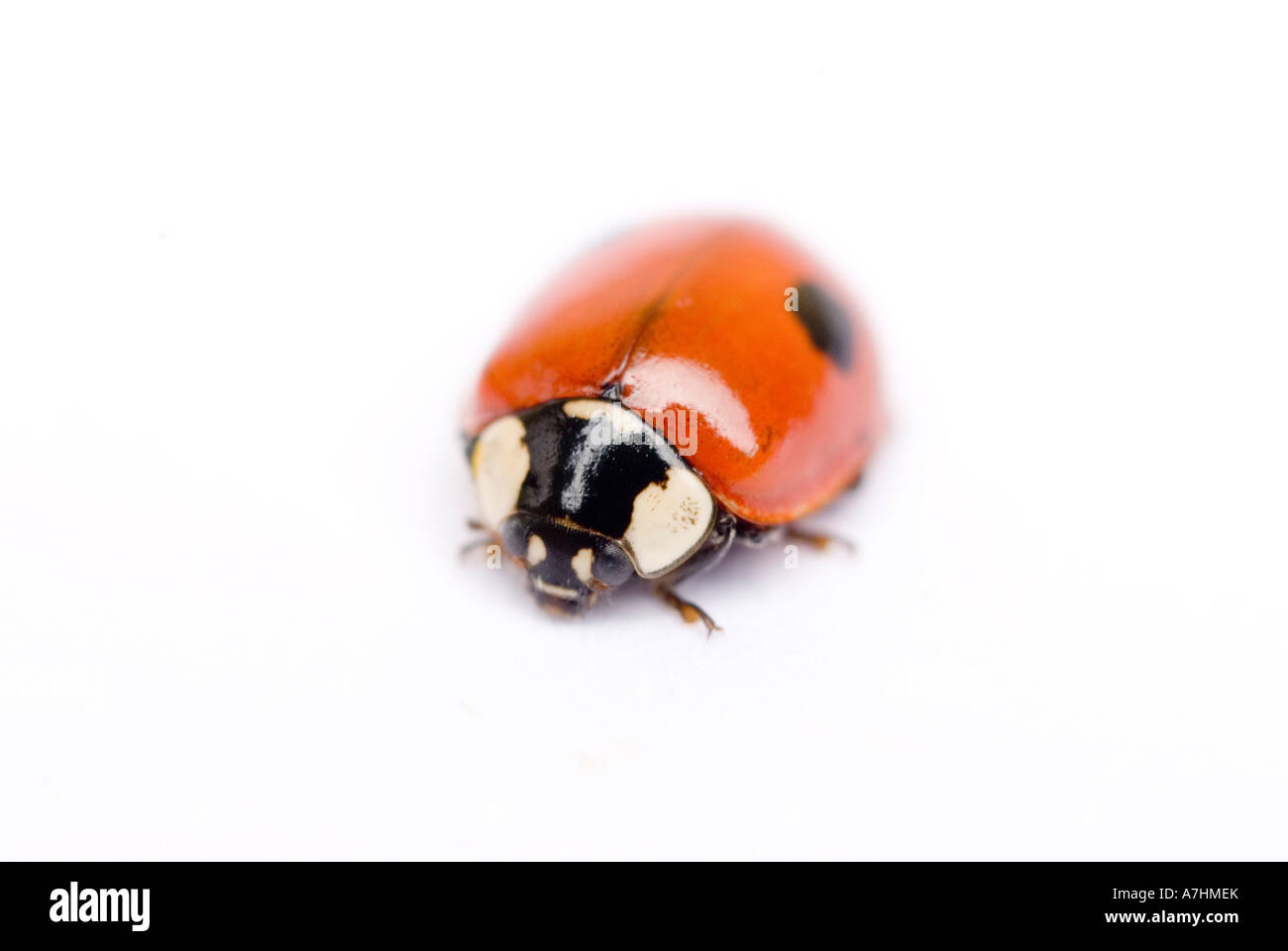 TWO-SPOT LADYBIRD Adalia bipunctata Stock Photo - Alamy
