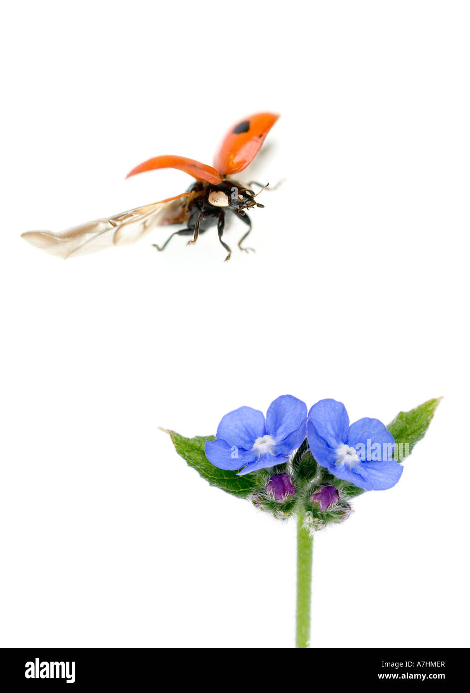 Ladybird insect flight flying hi-res stock photography and images - Alamy