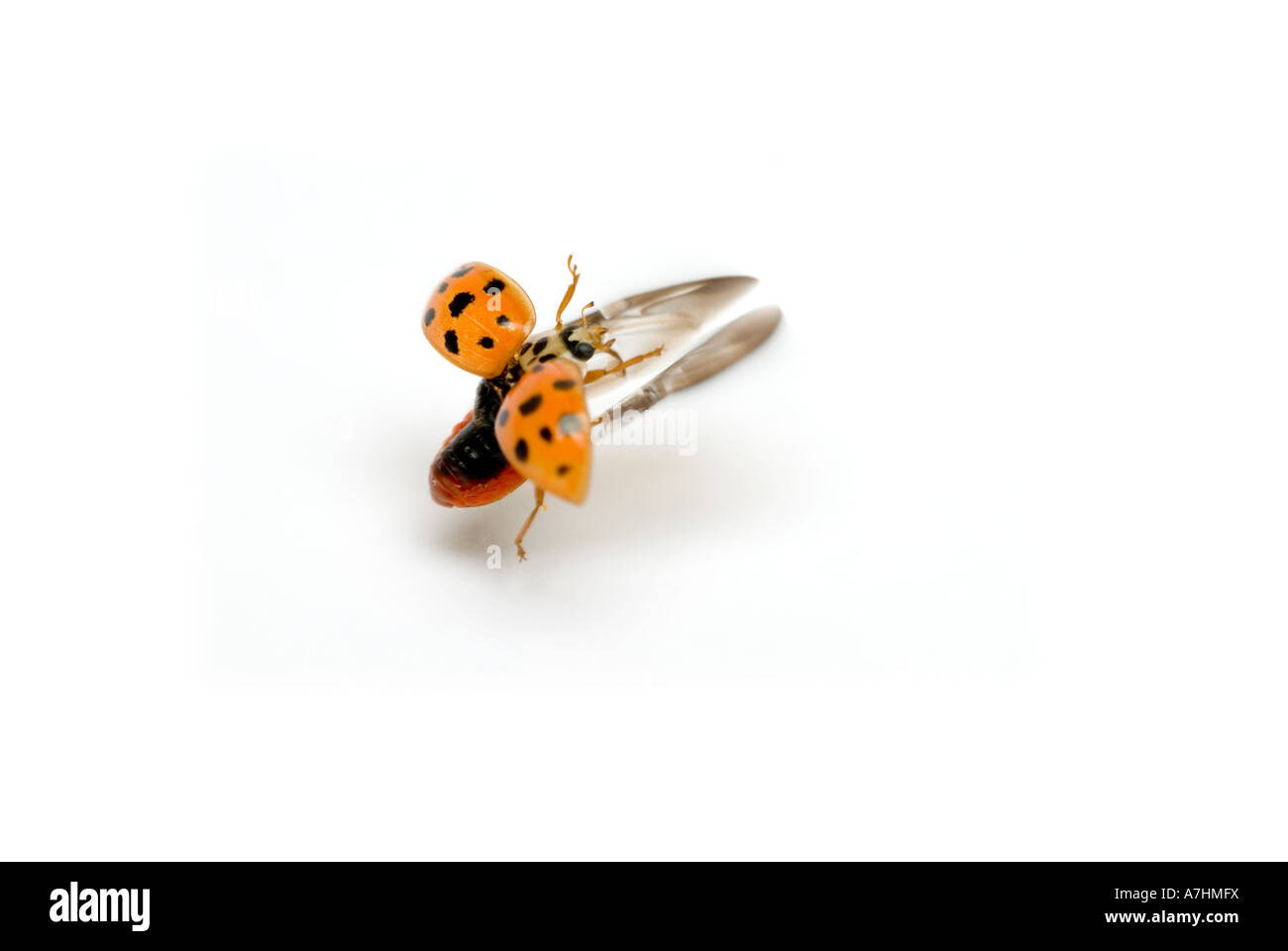 Harlequin ladybird Harmonia axyridis flying Stock Photo - Alamy