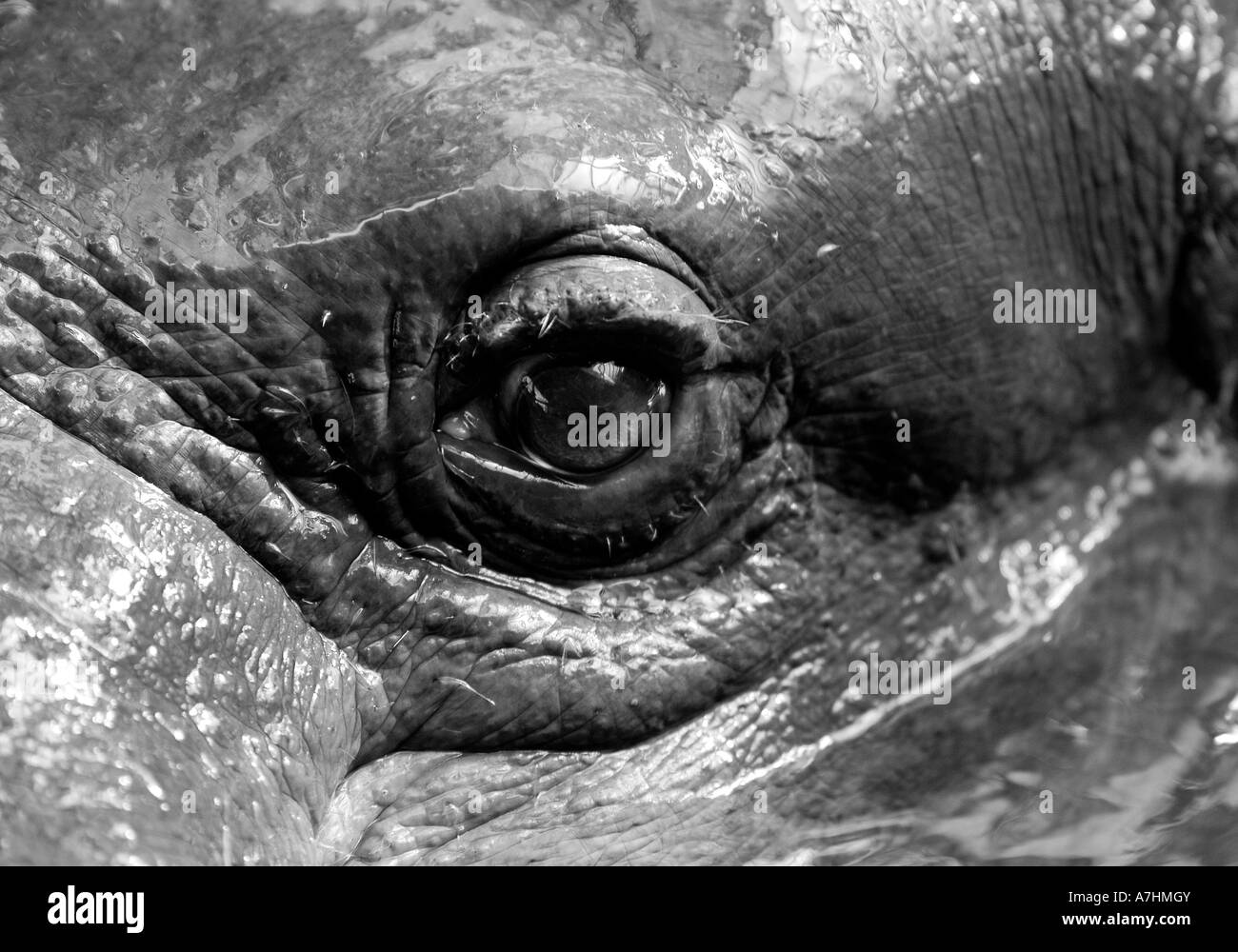 PYGMY HIPPOPOTAMUS Choeropsis liberiensis Stock Photo - Alamy