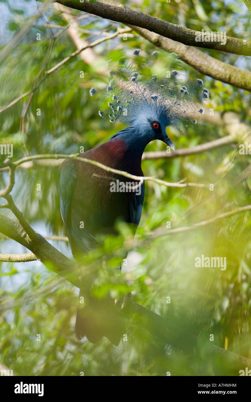 New guinea papua new guinea victoria crowned pigeon bird hi-res stock ...