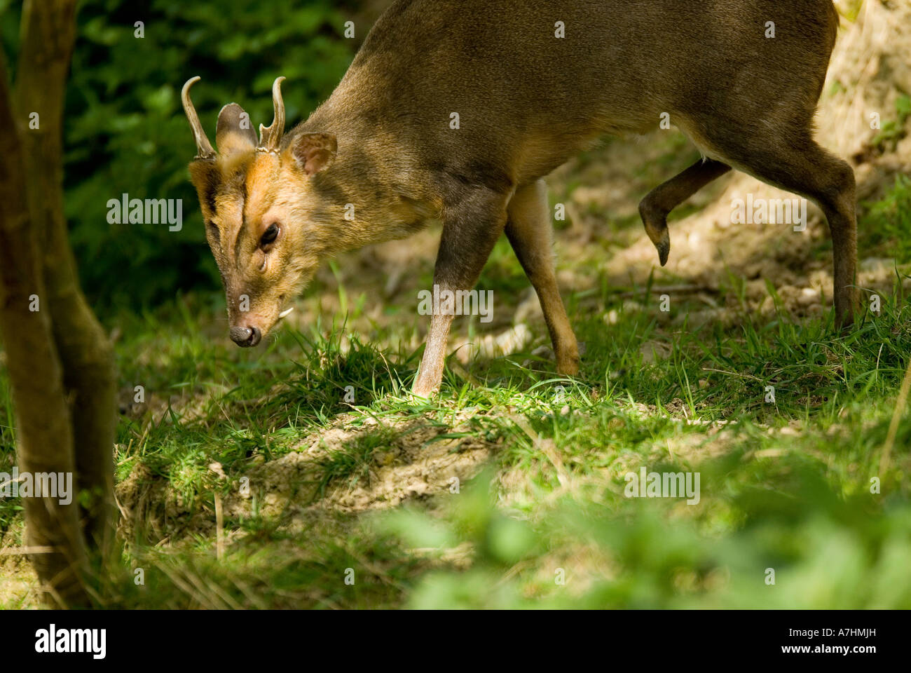 MUNTJAC male Muntiacus reevesi Stock Photo - Alamy