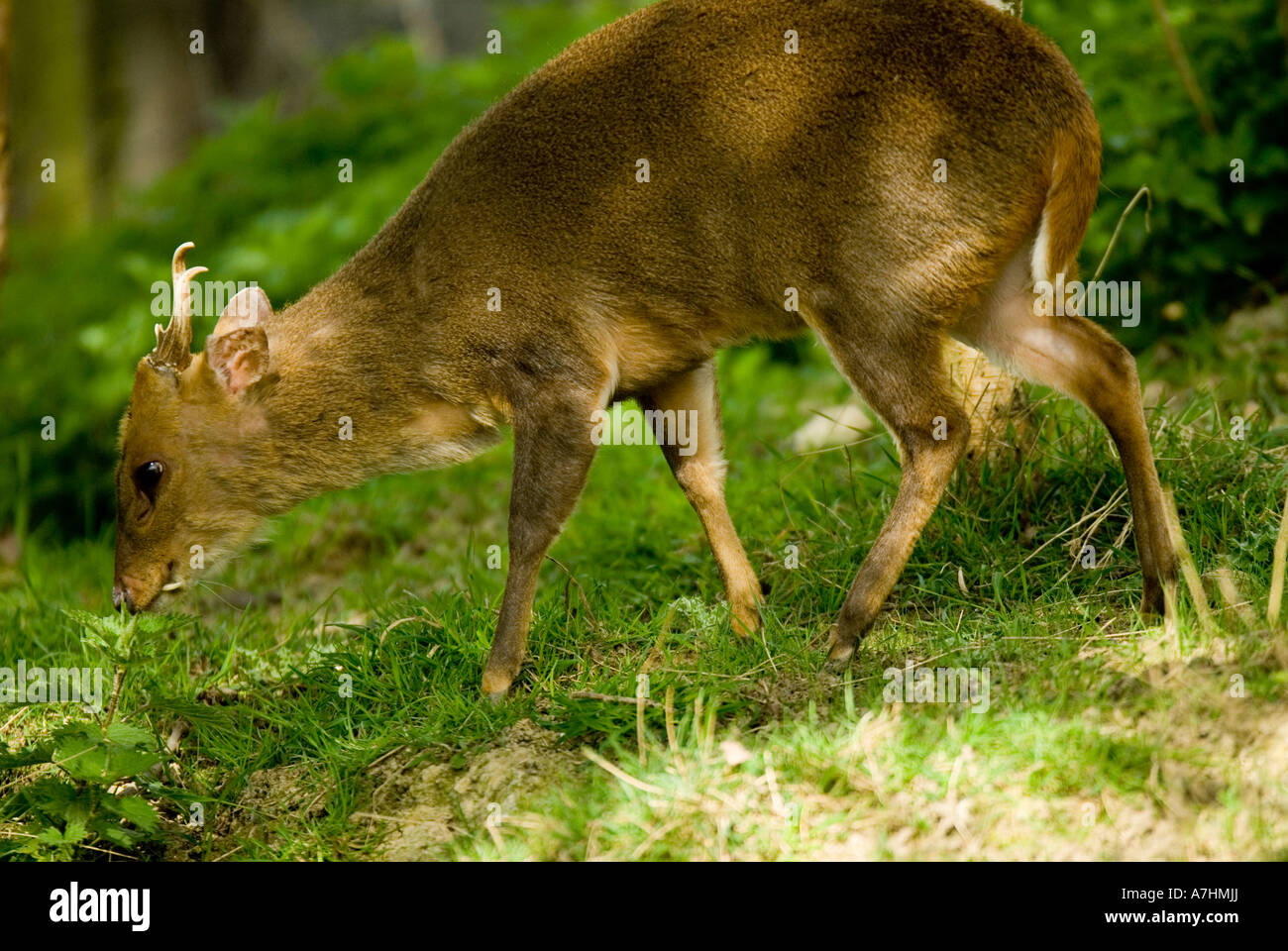MUNTJAC male Muntiacus reevesi Stock Photo - Alamy