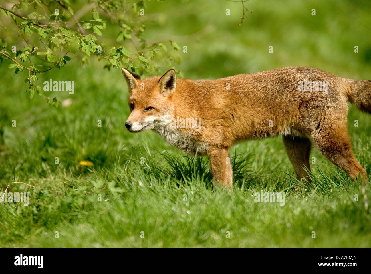 EUROPEAN RED FOX Vulpes vulpes Stock Photo - Alamy