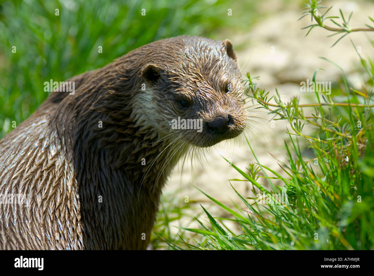 EUROPEAN OTTER Lutra lutra Stock Photo - Alamy