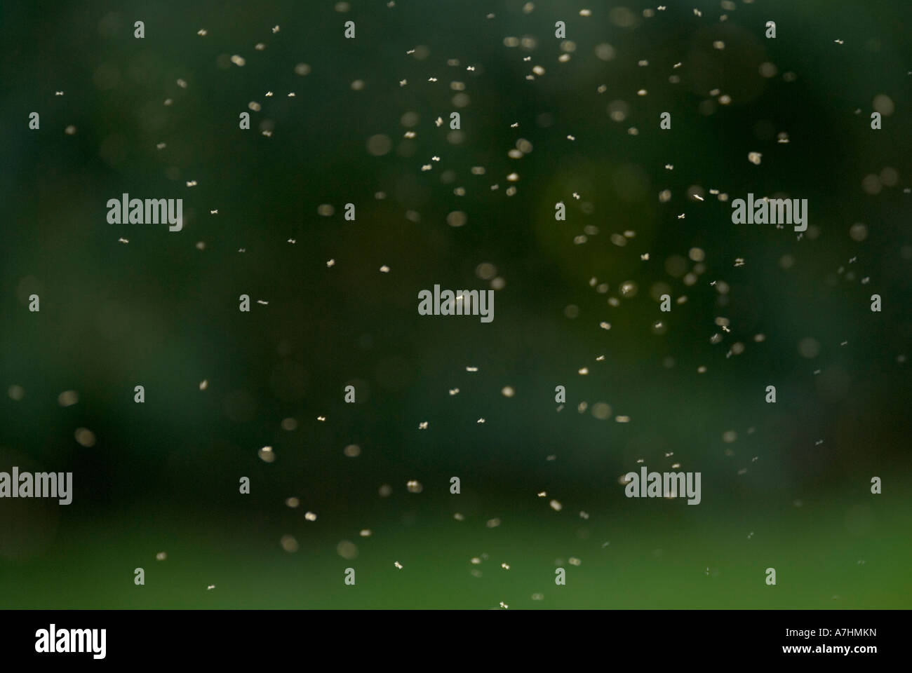 Biting midges hi-res stock photography and images - Alamy