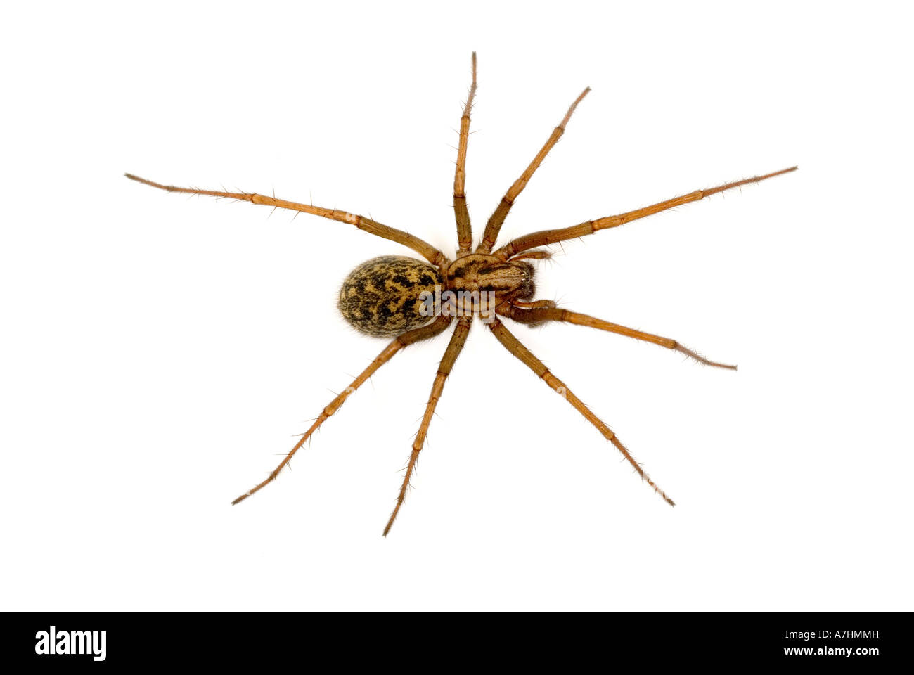 HOUSE SPIDER Tegenaria domestica above view Stock Photo - Alamy