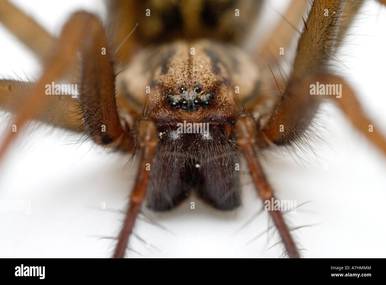 Tegenaria face hi-res stock photography and images - Alamy