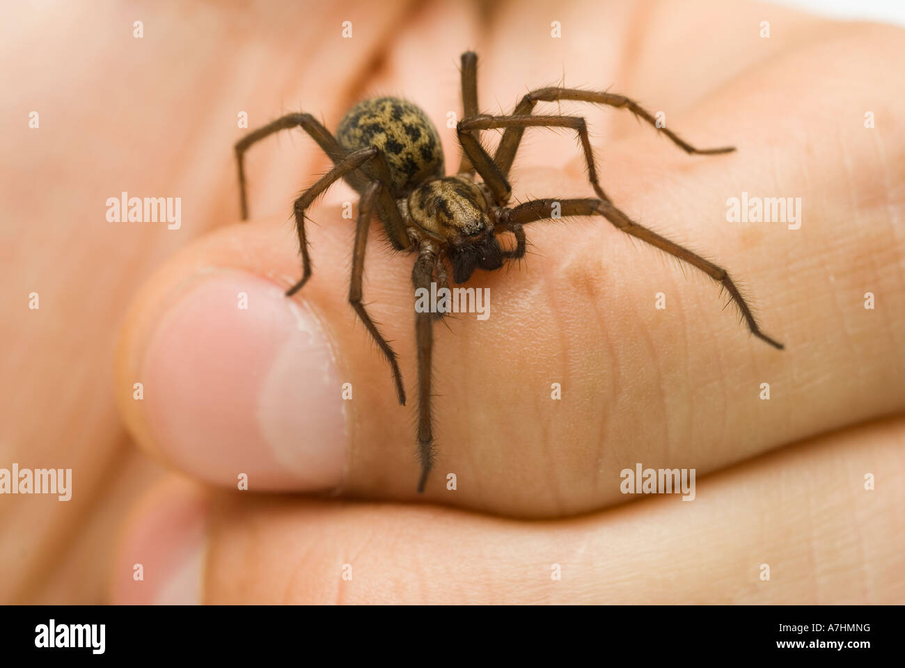 HOUSE SPIDER on hand Tegenaria domestica Stock Photo - Alamy