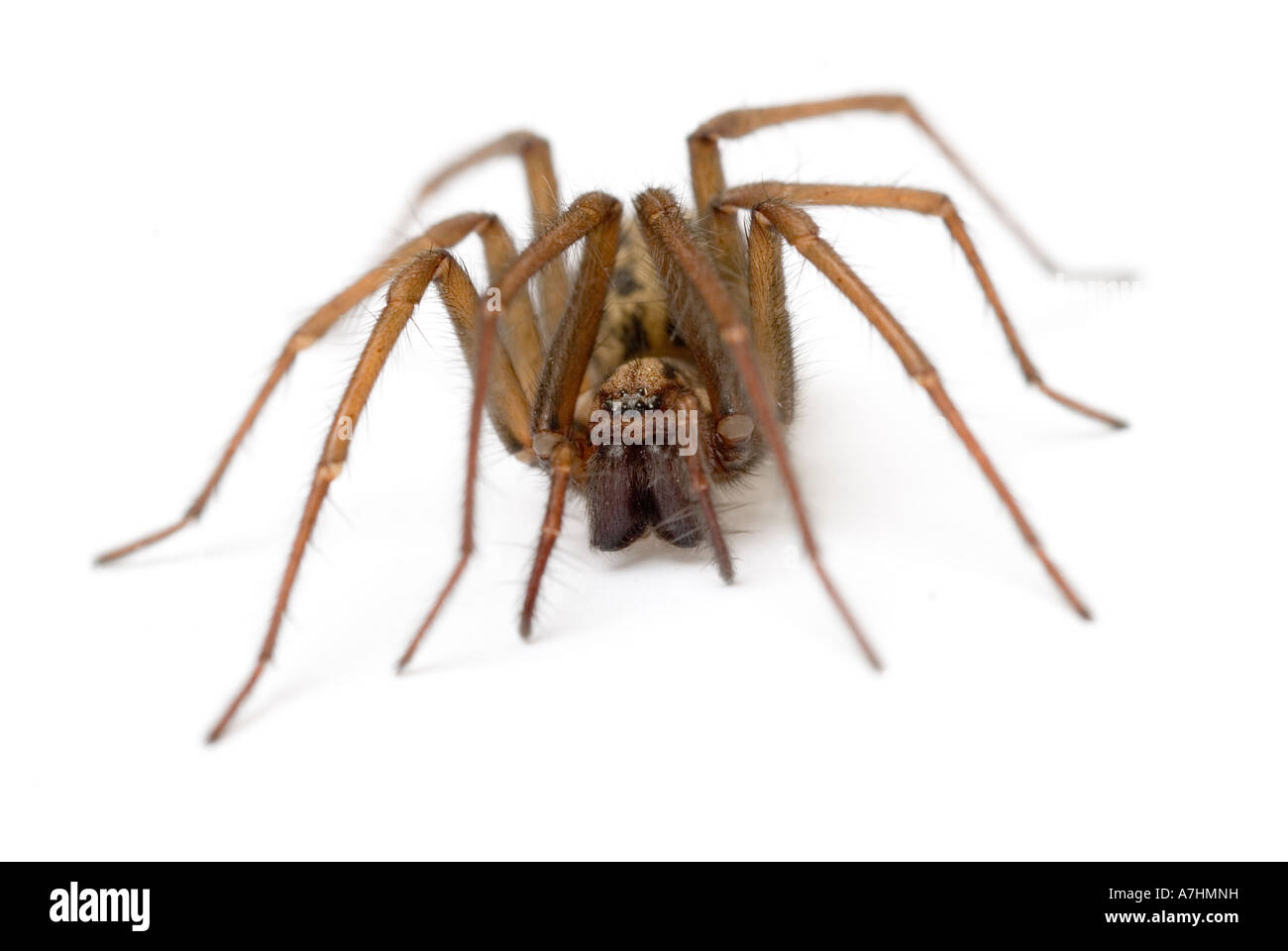HOUSE SPIDER Cut-out Tegenaria domestica Stock Photo - Alamy