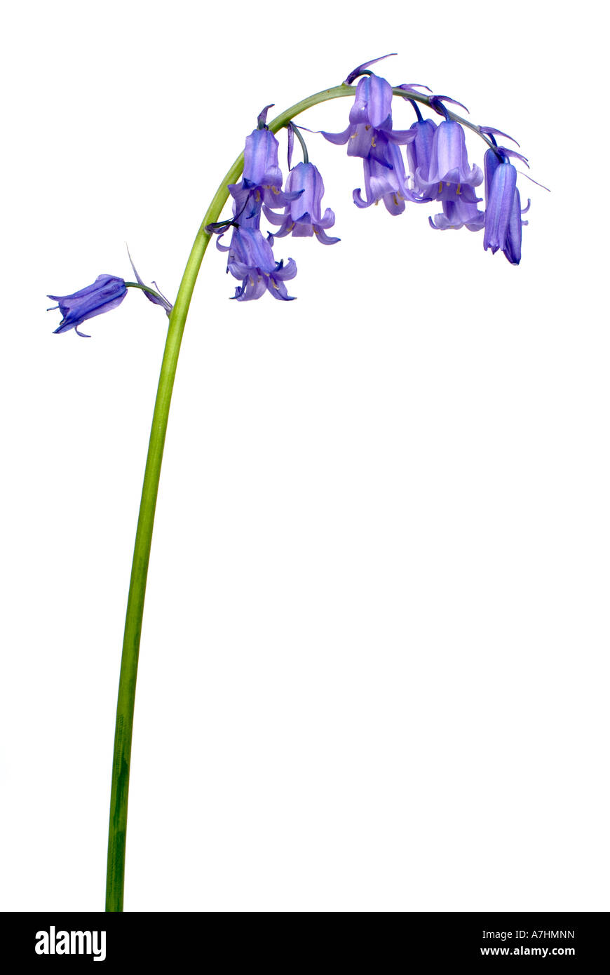 British bluebell cutout hi-res stock photography and images - Alamy
