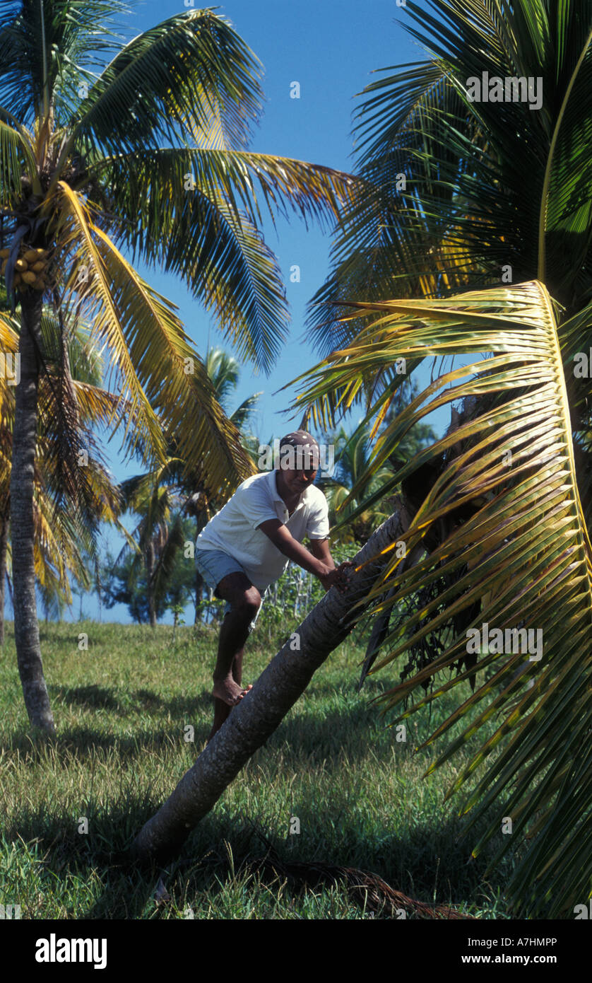 Boy climbing in a palm tree, Ile aux Cocos, Rodrigues Stock Photo - Alamy