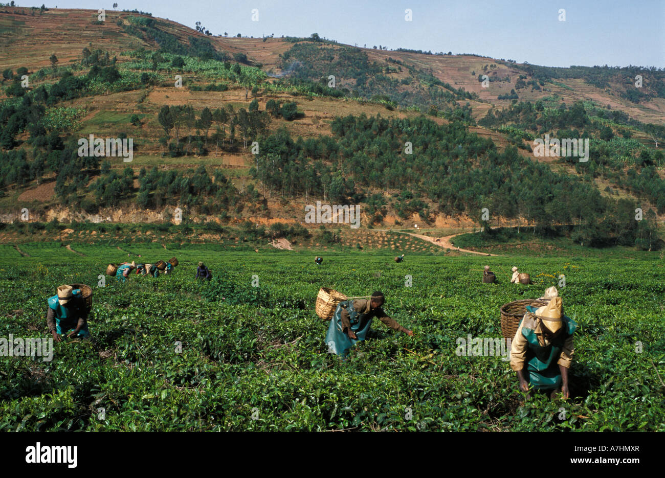 Tea picking in a tea plantation, Byumba, Rwanda Stock Photo - Alamy