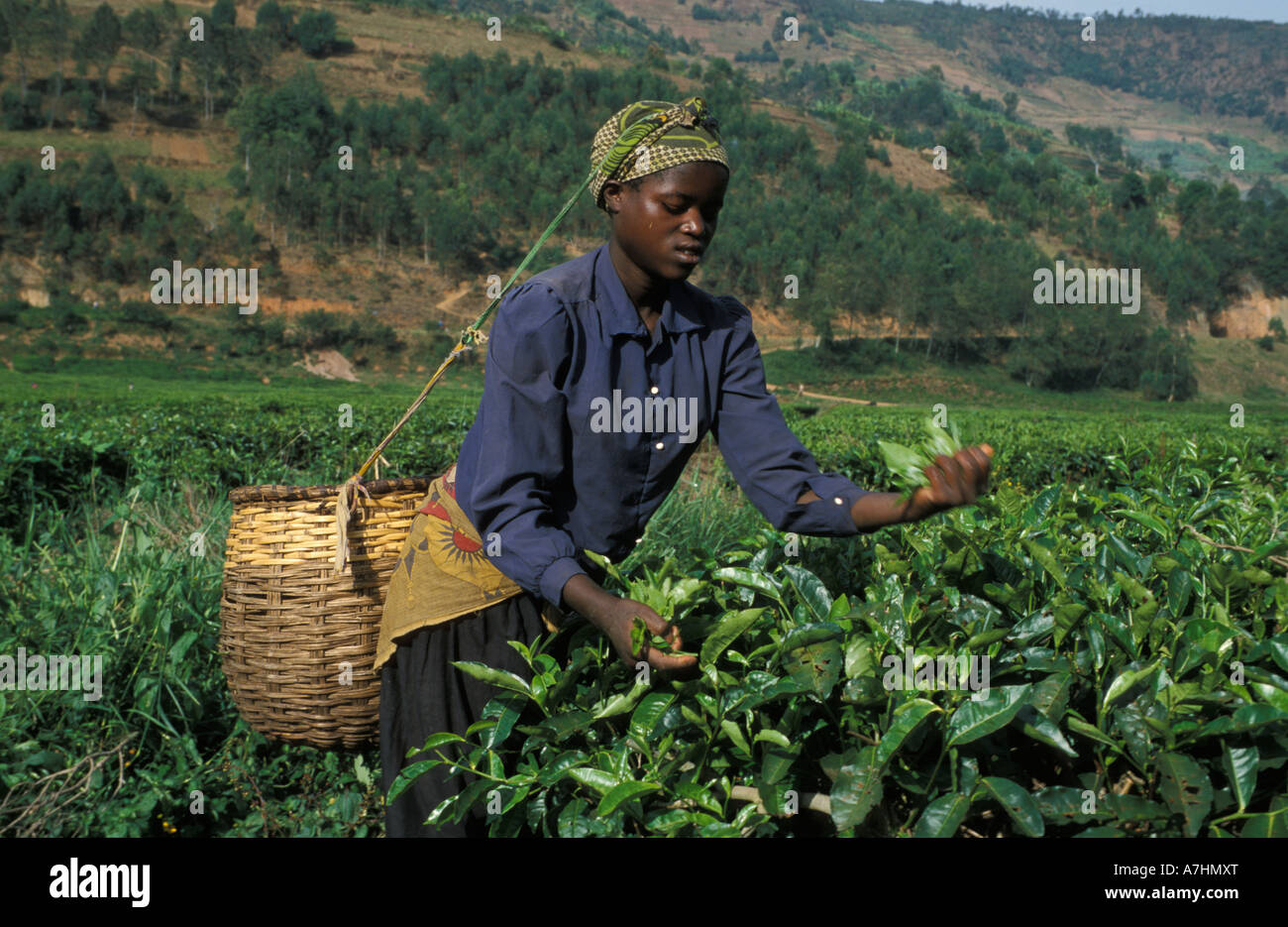 Tea picking in a tea plantation, Byumba, Rwanda Stock Photo - Alamy
