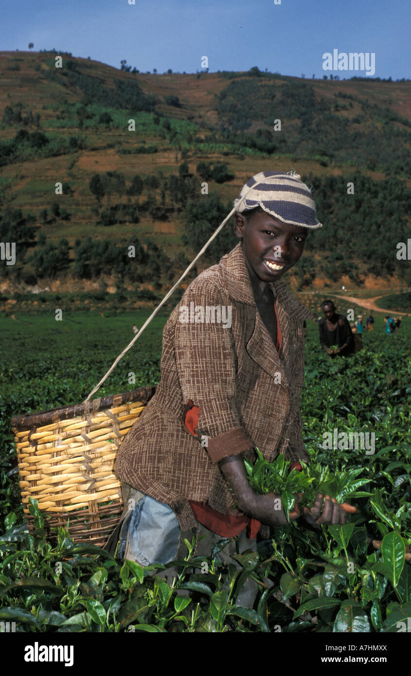 Tea picker in a tea plantation, Byumba, Rwanda Stock Photo - Alamy