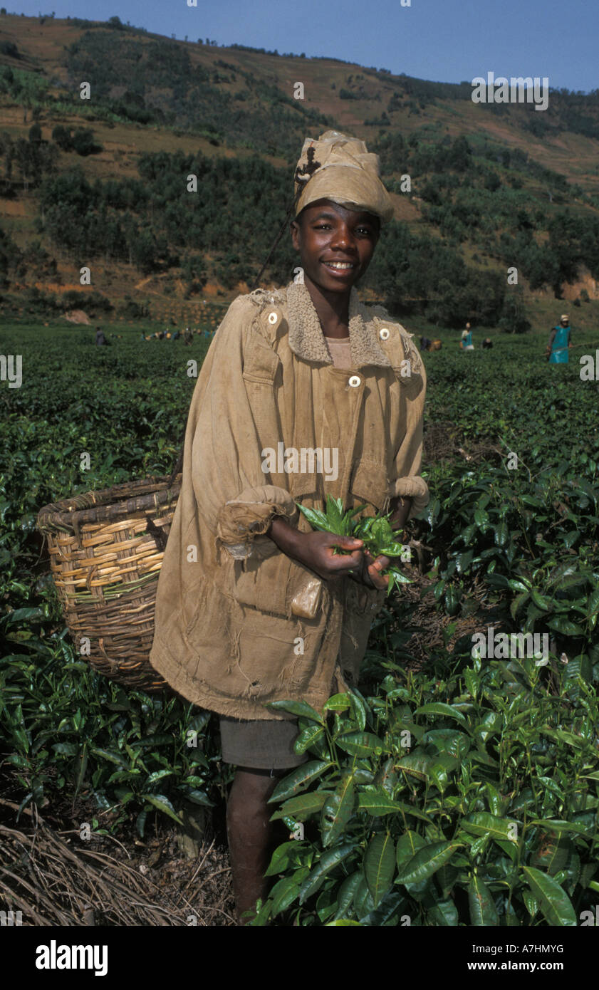 Tea picking in a tea plantation, Byumba, Rwanda Stock Photo - Alamy