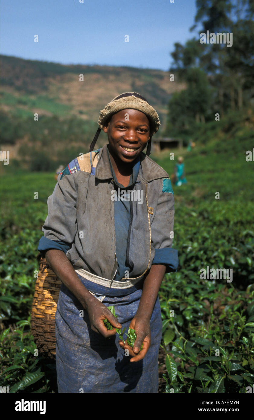 Tea picking in a tea plantation, Byumba, Rwanda Stock Photo - Alamy
