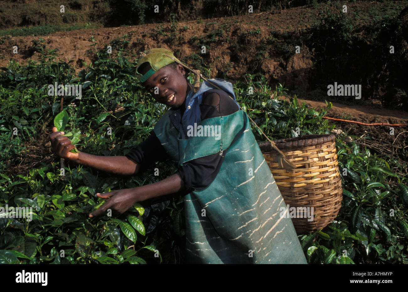 Tea picking in a tea plantation, Byumba, Rwanda Stock Photo - Alamy