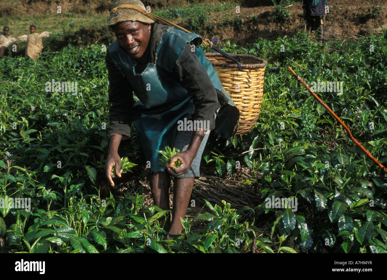 Tea picking in a tea plantation, Byumba, Rwanda Stock Photo - Alamy