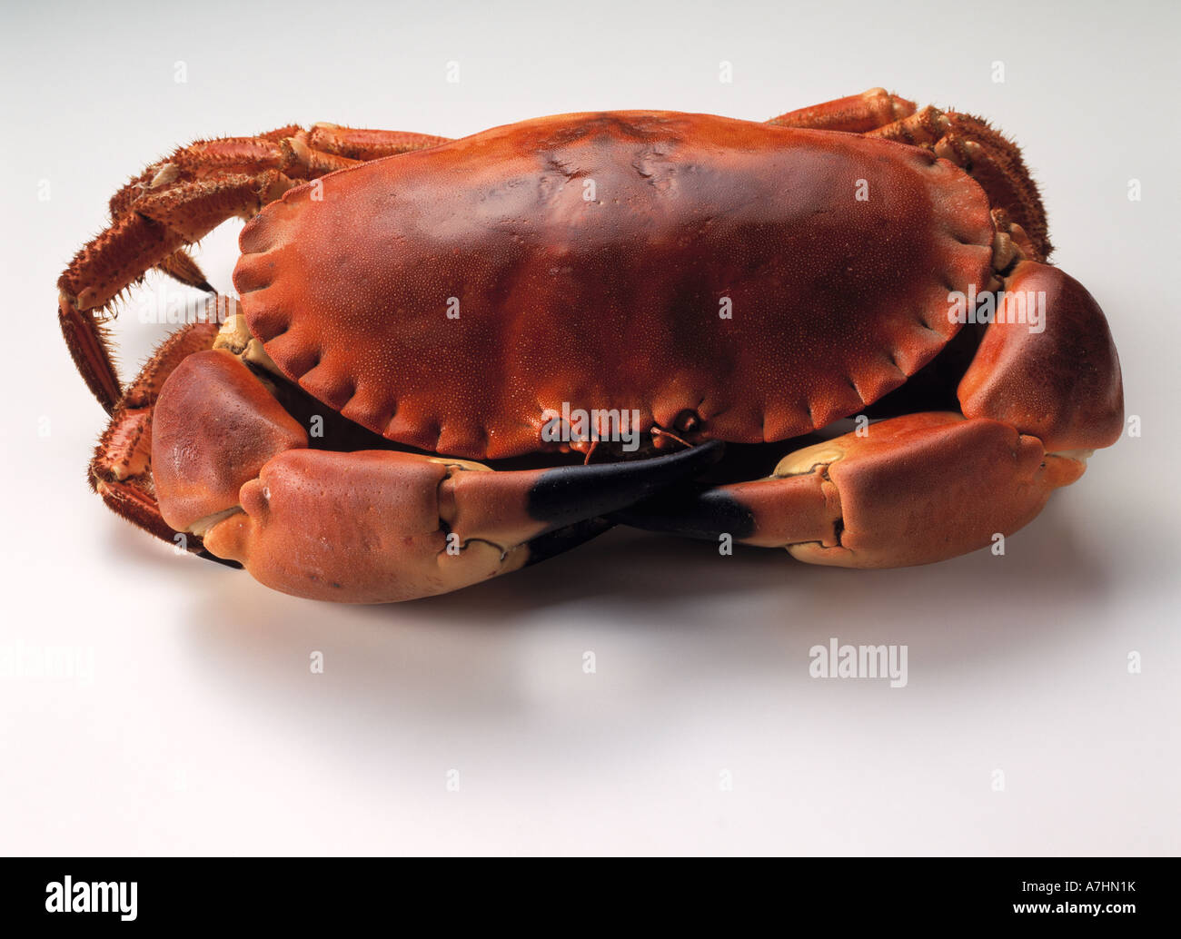 A whole cooked crab on a white background editorial food Stock Photo ...